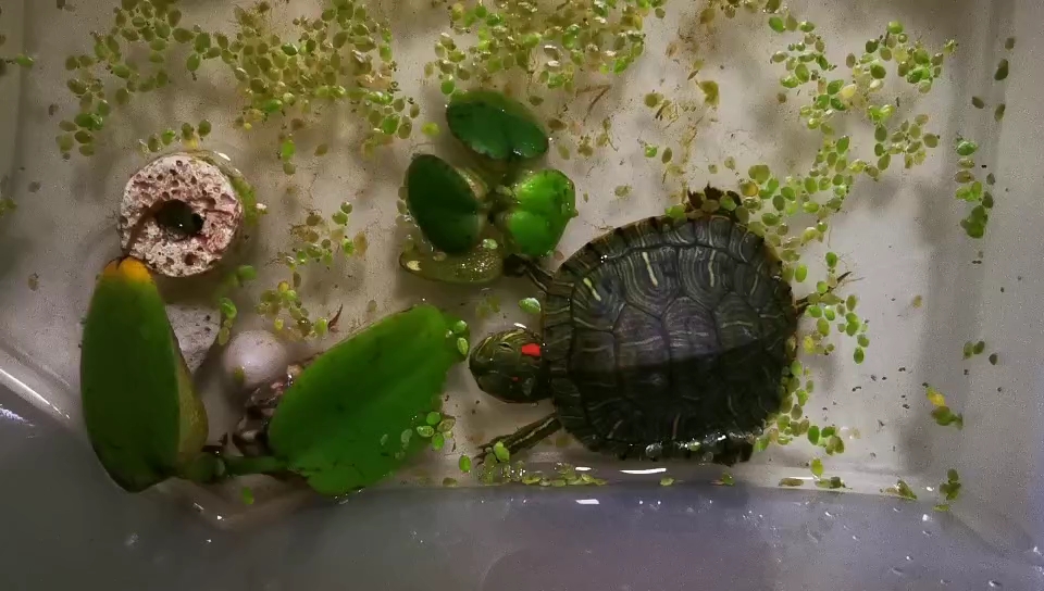 终于知道为什么不建议养龟缸里放绿植了