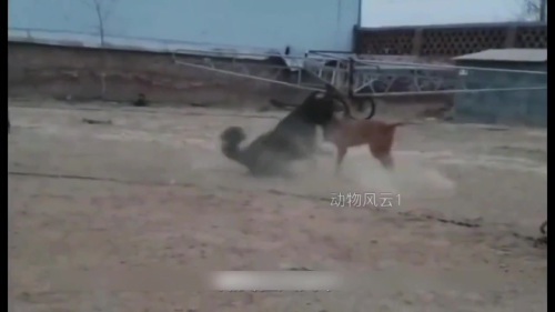比特犬挑战藏獒,当场被咬死