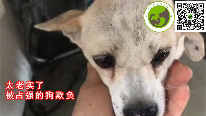 一群不省心的祖宗,天天处理这些狗砸们吵架、打架鸡毛蒜皮的事儿