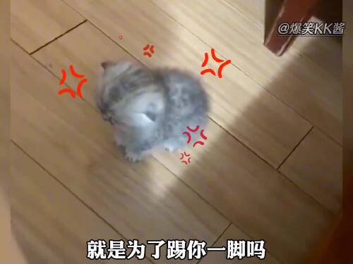 盘点可爱的小奶猫,要是可以的话我一口一个 猫咪 小奶猫 可