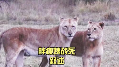 狮王之王之女胖瘦姨战死之迷,护林员亲述,原文翻译整理