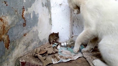 猫抓老鼠,不费吹灰之力,镜头拍下精彩瞬间