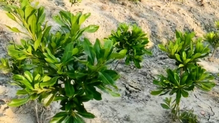 一年生杨梅小苗夏季管理方法介绍#杨梅苗 #杨梅种植