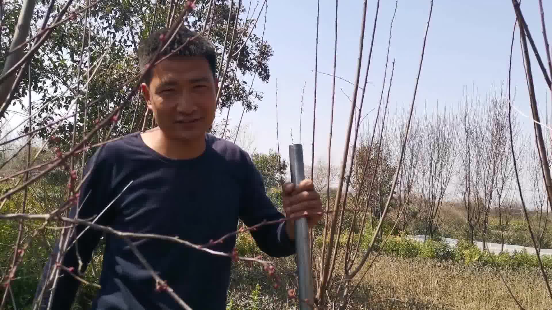 种了十年的绿化苗木挖了卖废品,感叹价格变化太大