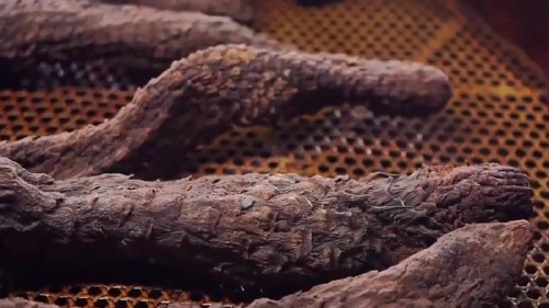 千年沙漠人参苁蓉:补肾抗衰的养生秘方,吃对功效翻倍!