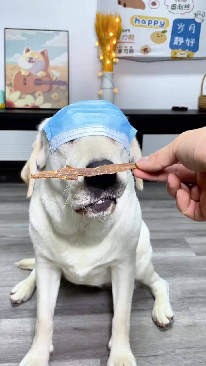 哈哈哈 狗鼻子也有不灵的时候