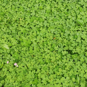 举世无双00777 