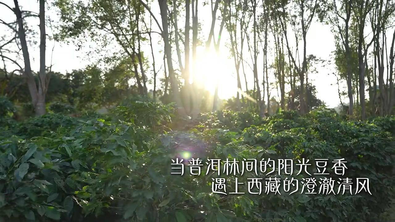 普洱咖啡·香遇拉萨丨2025年11月15日至16日,普洱10余家茶咖企业...