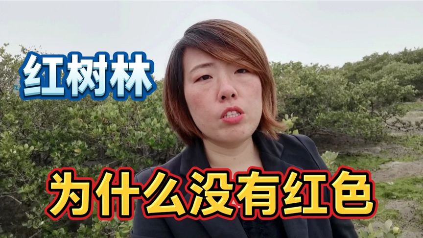 红树林为什么没有红色?红树林有什么生态作用?
