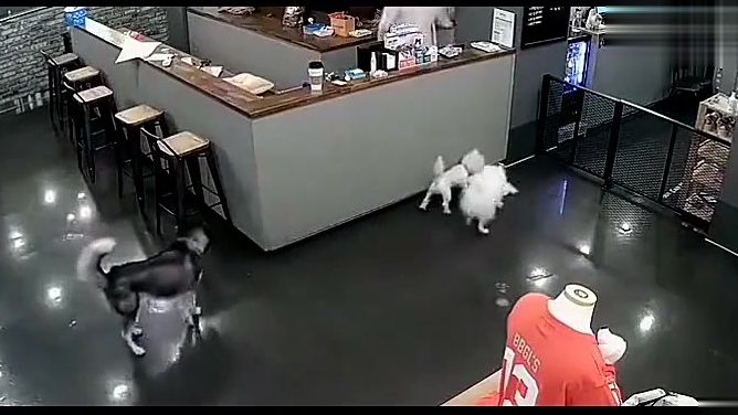 毫无预兆的大狗把小狗咬死