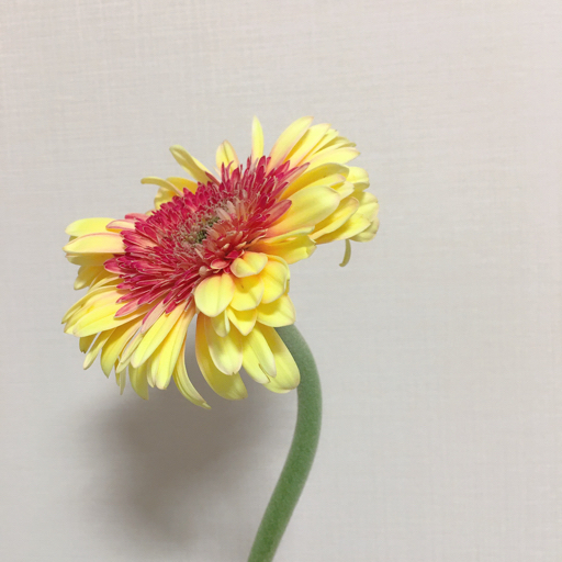 Bryce火火 