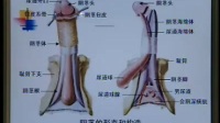 系统解剖学17 第八章 男性生殖系统 第九章 女性垂死系统(1)(流畅)
