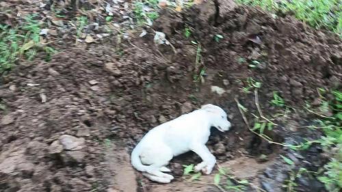 很漂亮的一条小狗 突发情况去了汪星了 很可惜