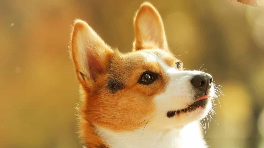 火树银花过大年