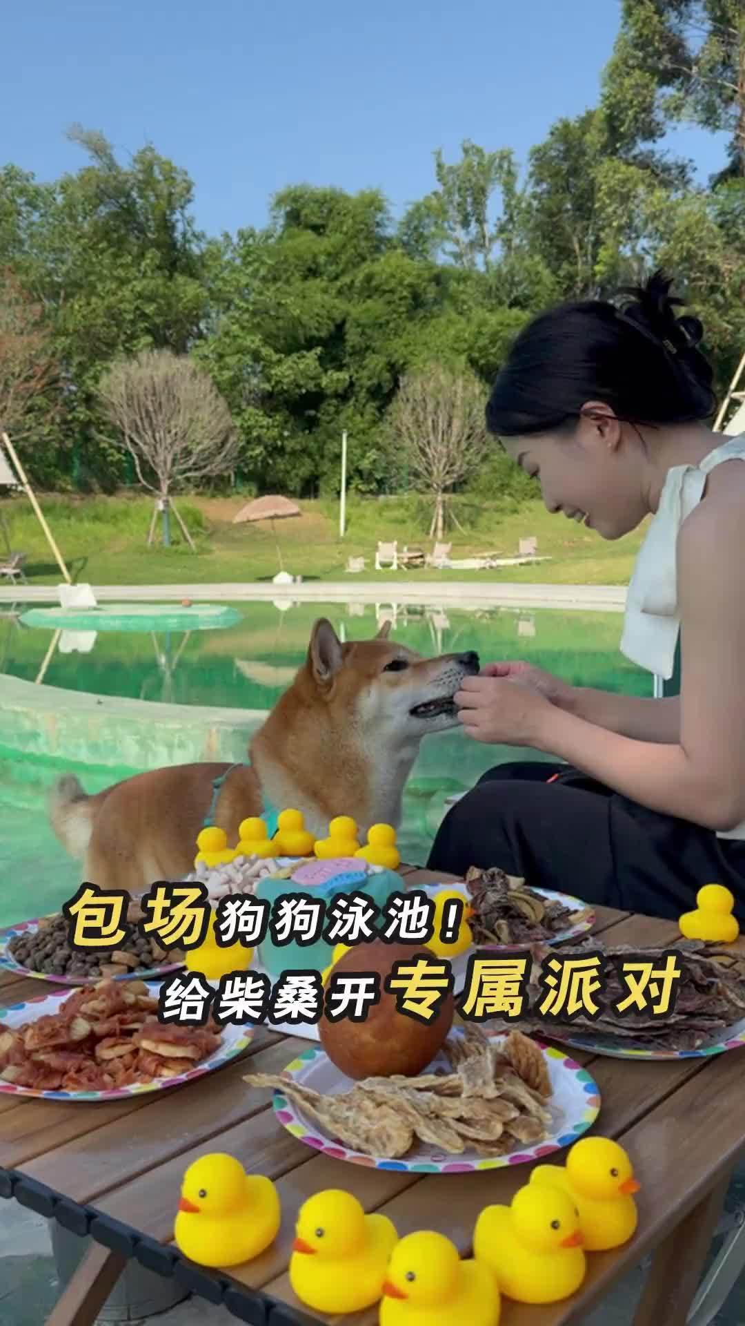 今天包场泳池给狗子游泳,这么大的柴犬见过吗?