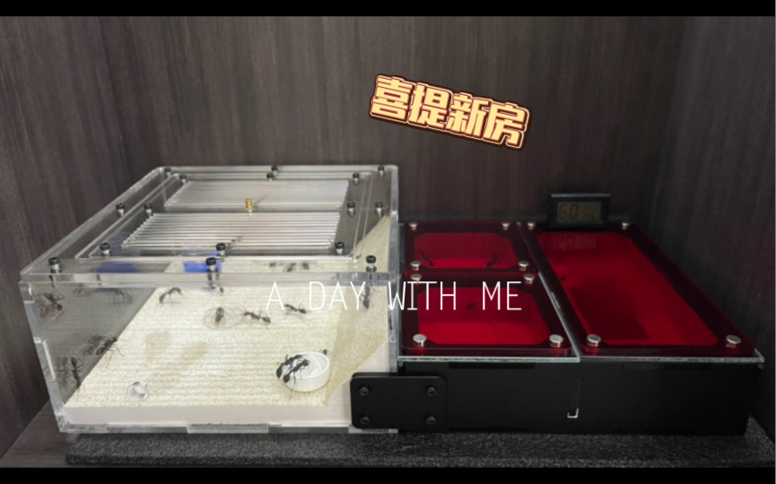 【黑梨牛蚁、梨形牛蚁的第490天】暴力换巢走起来