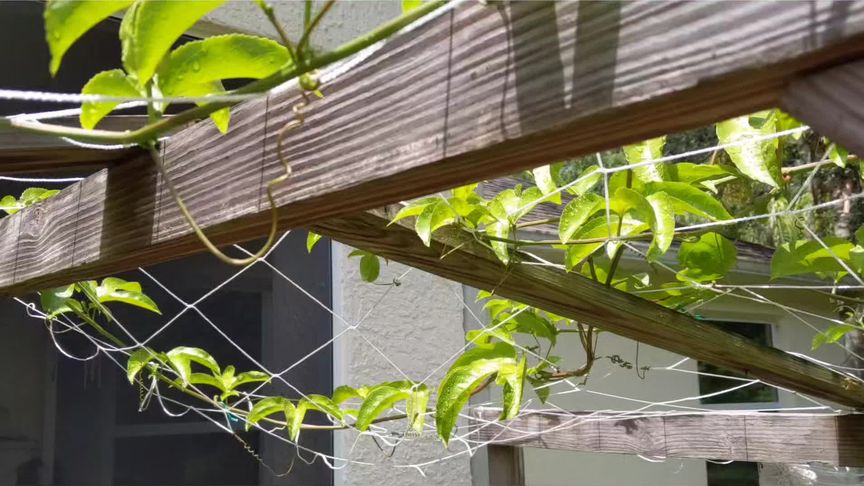 #百香果 百香果生长记录 + 辣椒ߌ�️ #种植记录