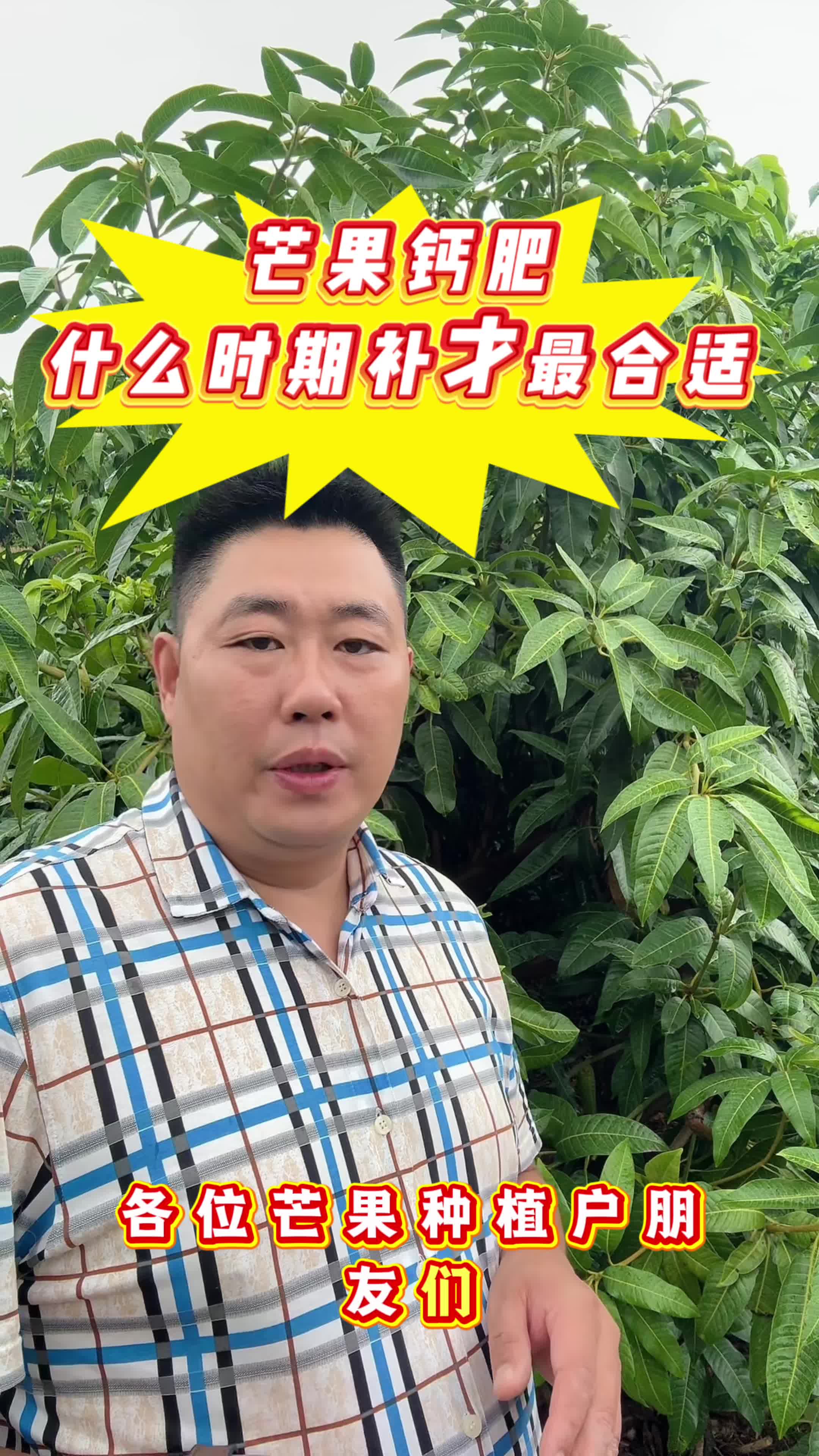 芒果整个生育期,钙肥什么时期补最合适,才能让芒果果实摆脱黑心病、...