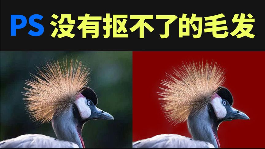 PS教程-动物毛发抠图
