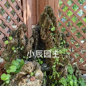 小辰园主 