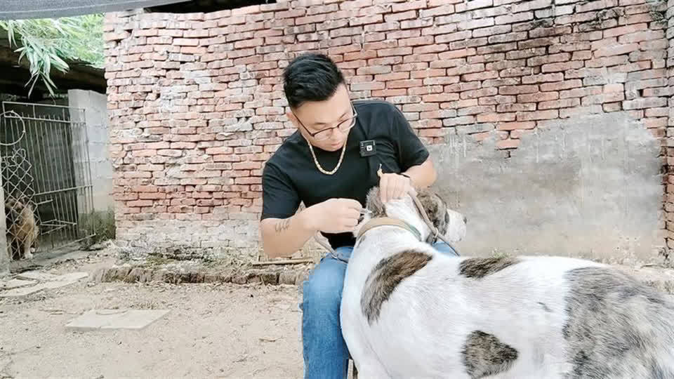 斗犬中亚皮肤出问题浑身发红掉毛