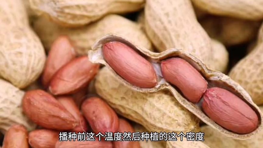 花生播种温度和时间咋选择?跟着专家走,一亩多产几百斤