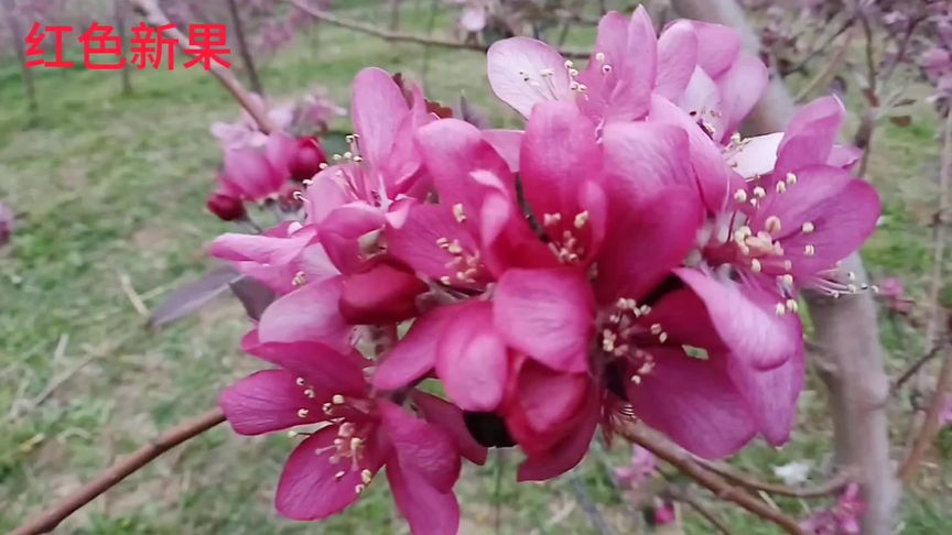 记录Y字树型的红肉苹果,从开花到果实成熟的生长过程。(1)