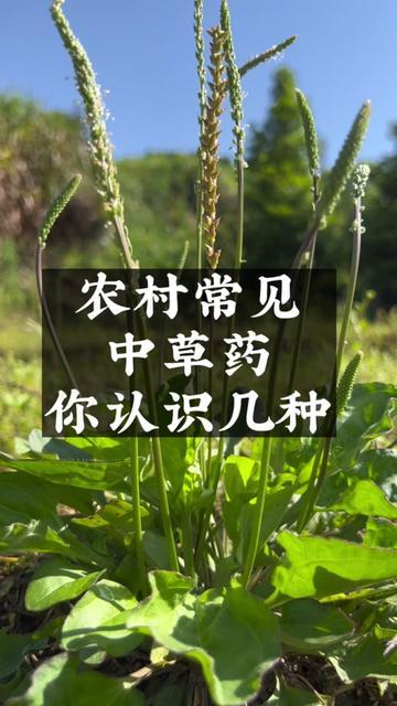 农村常见的这些中草药,你能认出几种