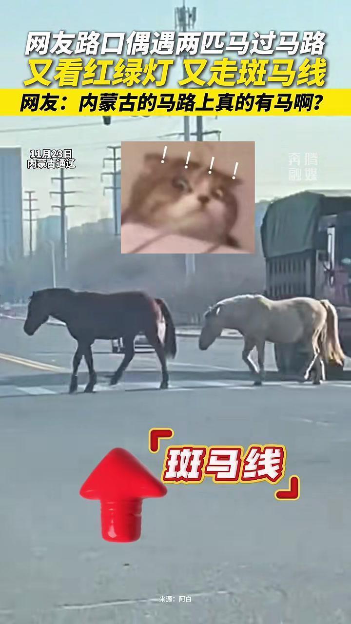 ...马路又看红绿灯又走斑马线网友:内蒙古的马路上真的有马啊?编辑:魏洁