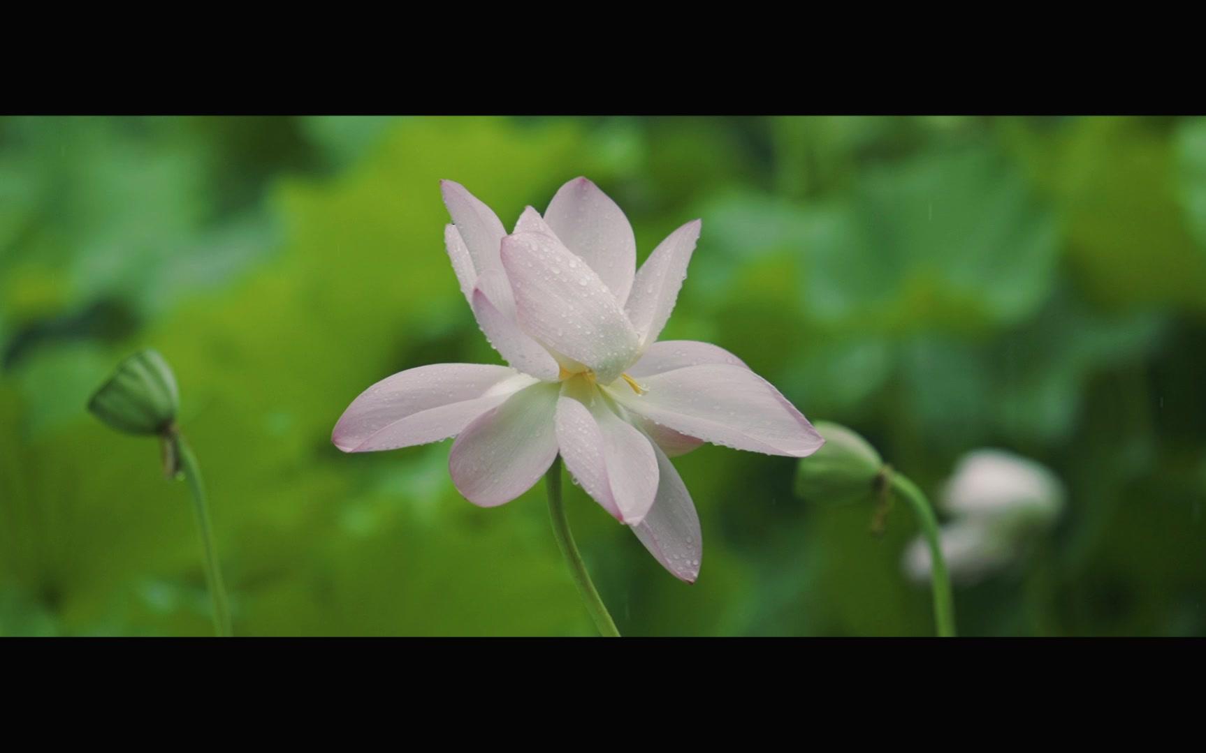 【VLOG】还记得大明湖畔的夏雨荷吗