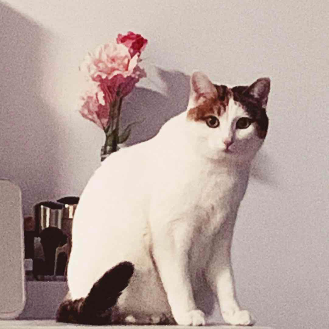 绝世独立兔子莹 