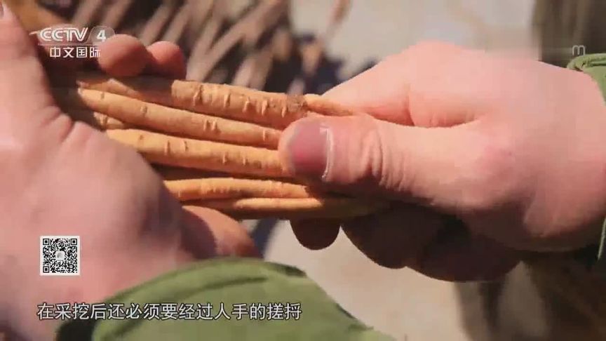 中药的灵性:党参必须经过人手的搓捋,形成竖纹以后才能使用
