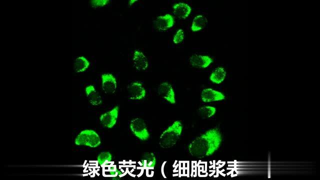 如果细胞能发出荧光,在显微镜下能观察到什么?