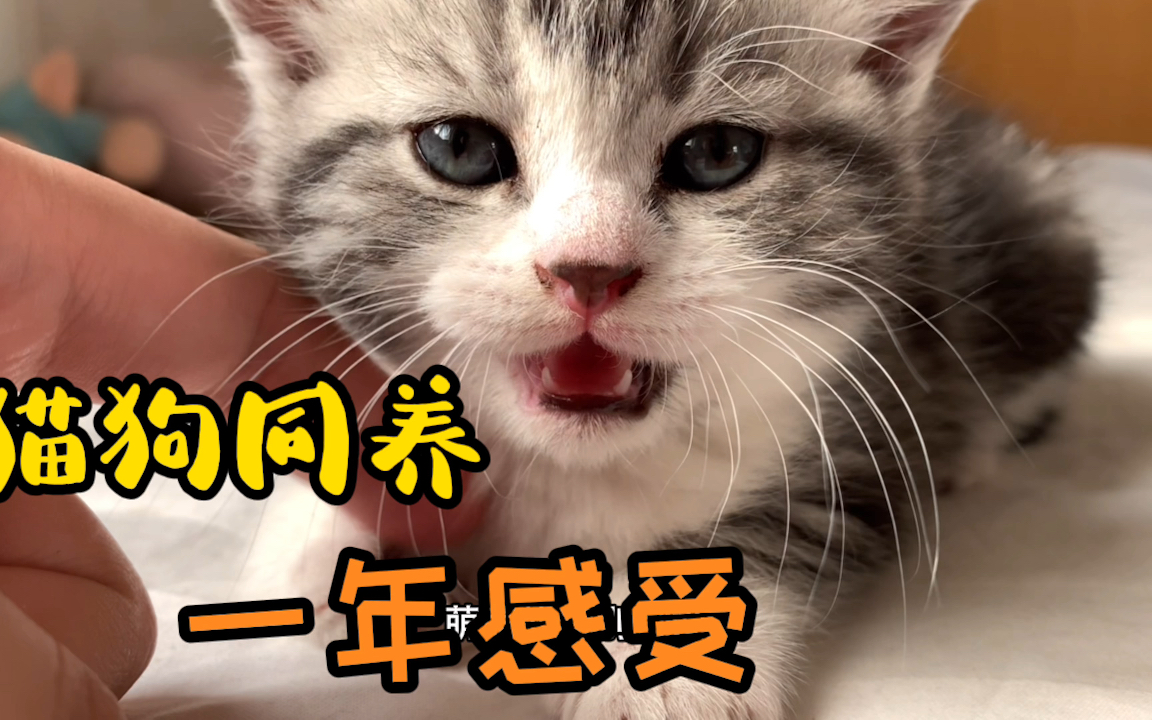 猫狗同养一年,每天上演打斗大戏,却很融洽