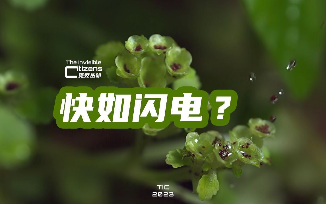 慢放80倍,看清植物传播种子的秘密