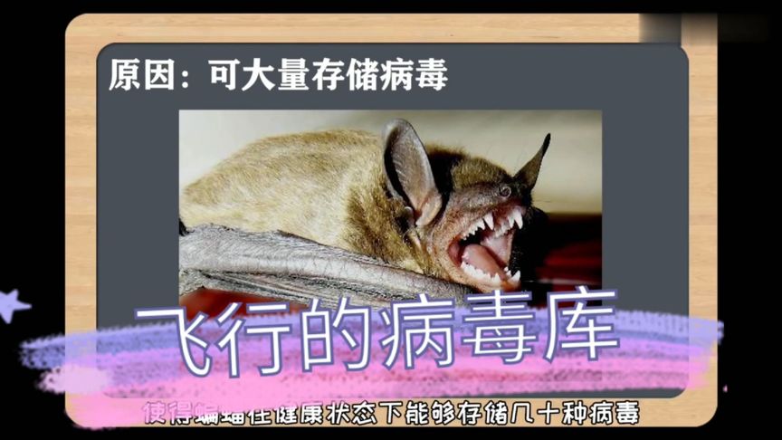 为什么蝙蝠的免疫系统不杀死自身细胞内的病毒?