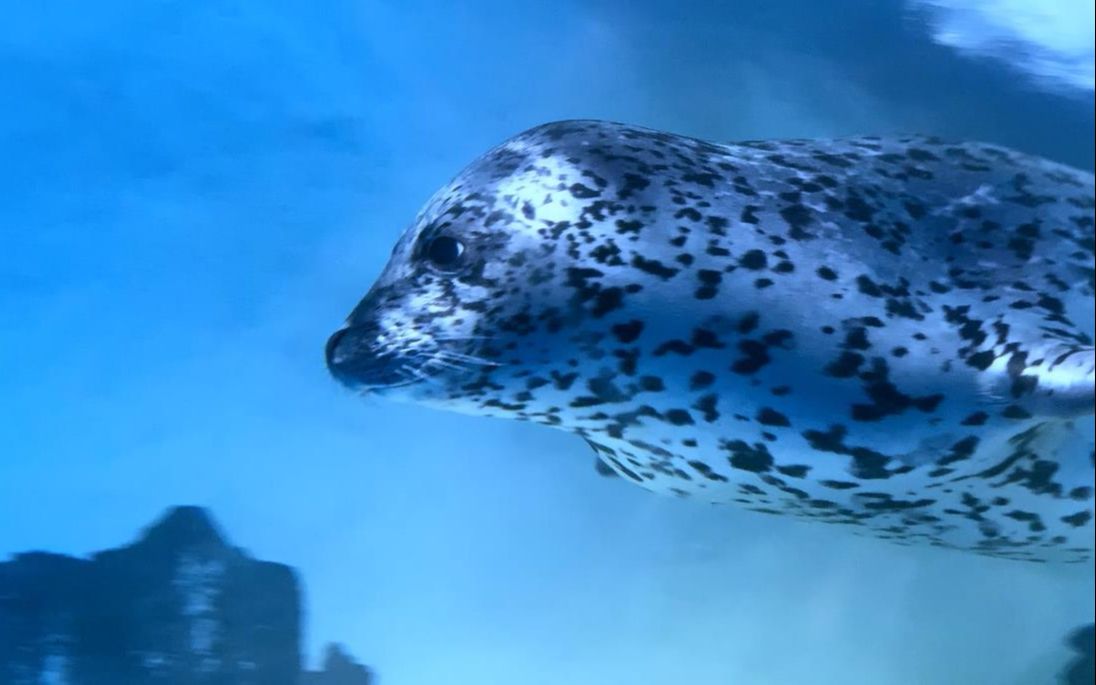 《碧蓝航线》海豹保护宣传片——万物有灵,共护自然!