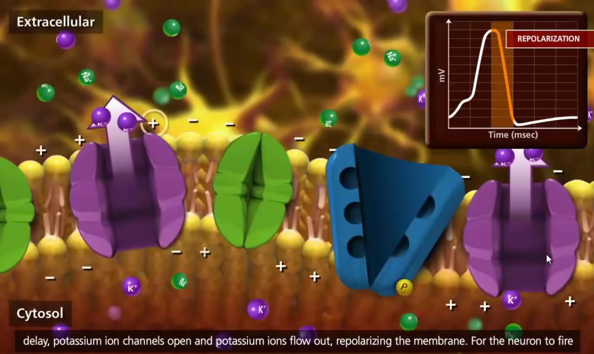 神经冲动的分子机制3D Animation