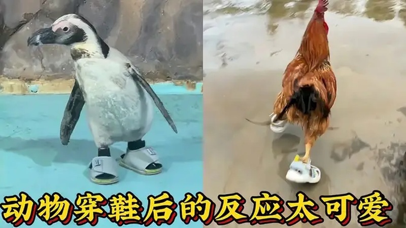 动物的迷惑行为,萌宠动物成精系列,狗狗猫咪动物穿鞋后的表现