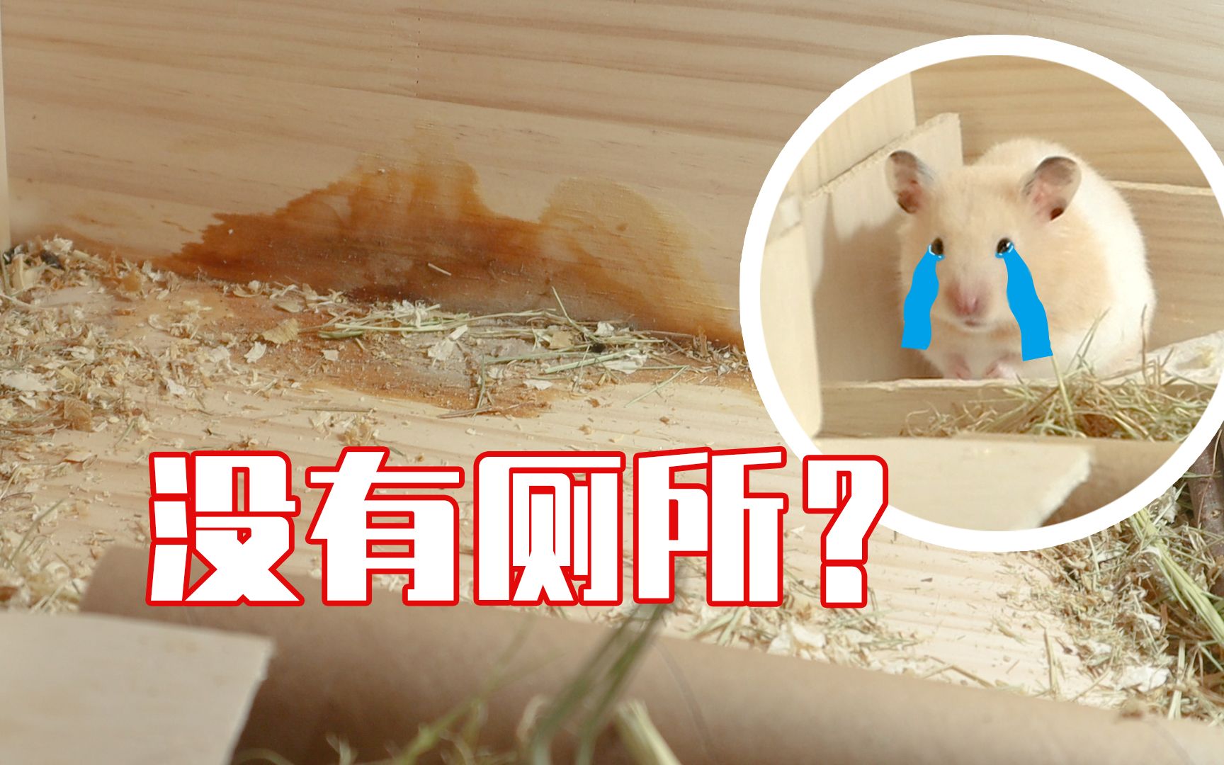 后悔了,我一定要给仓鼠建个厕所