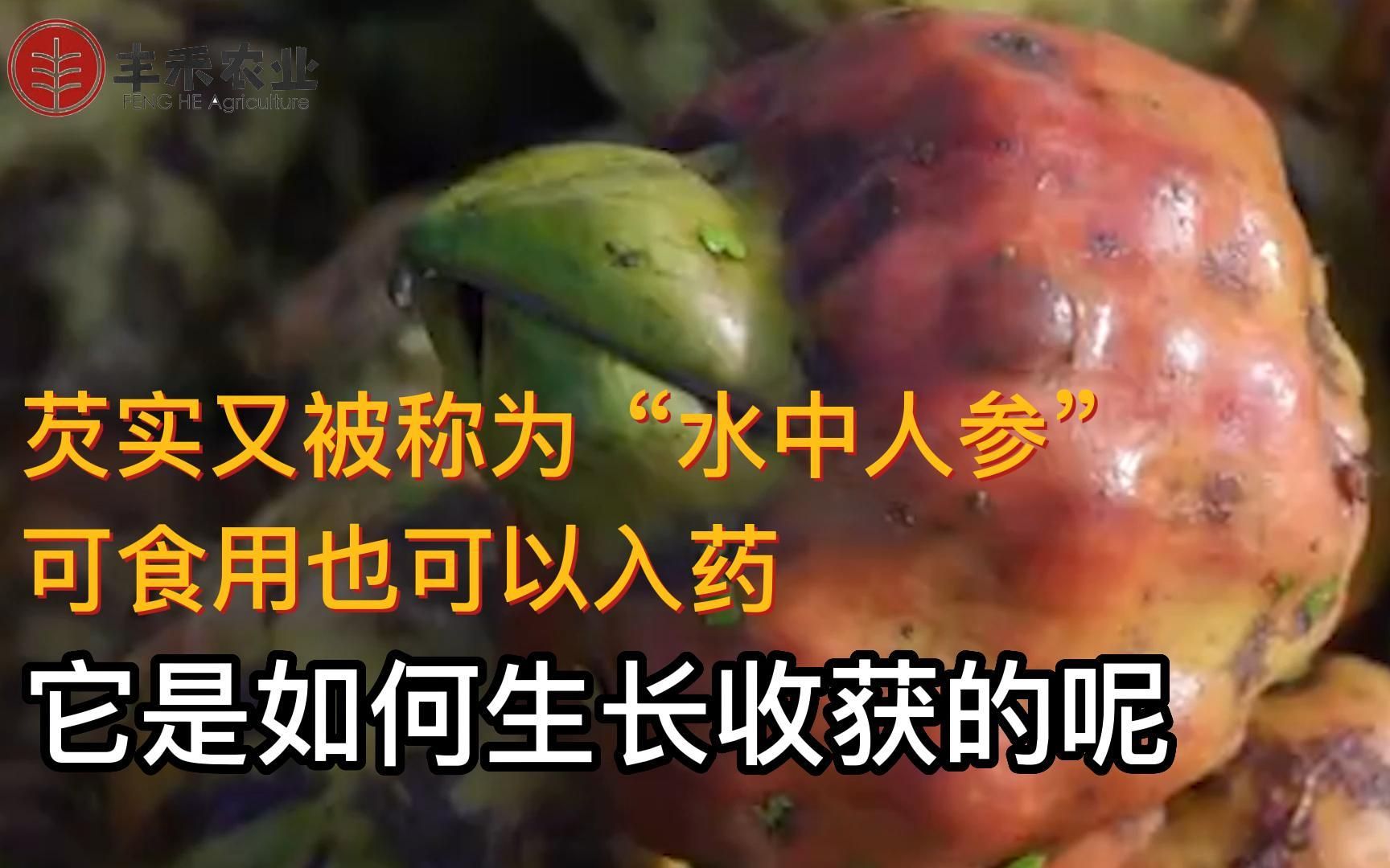 芡实又被称为水中人参,可食用也可入药,看它是如何生长收获的呢