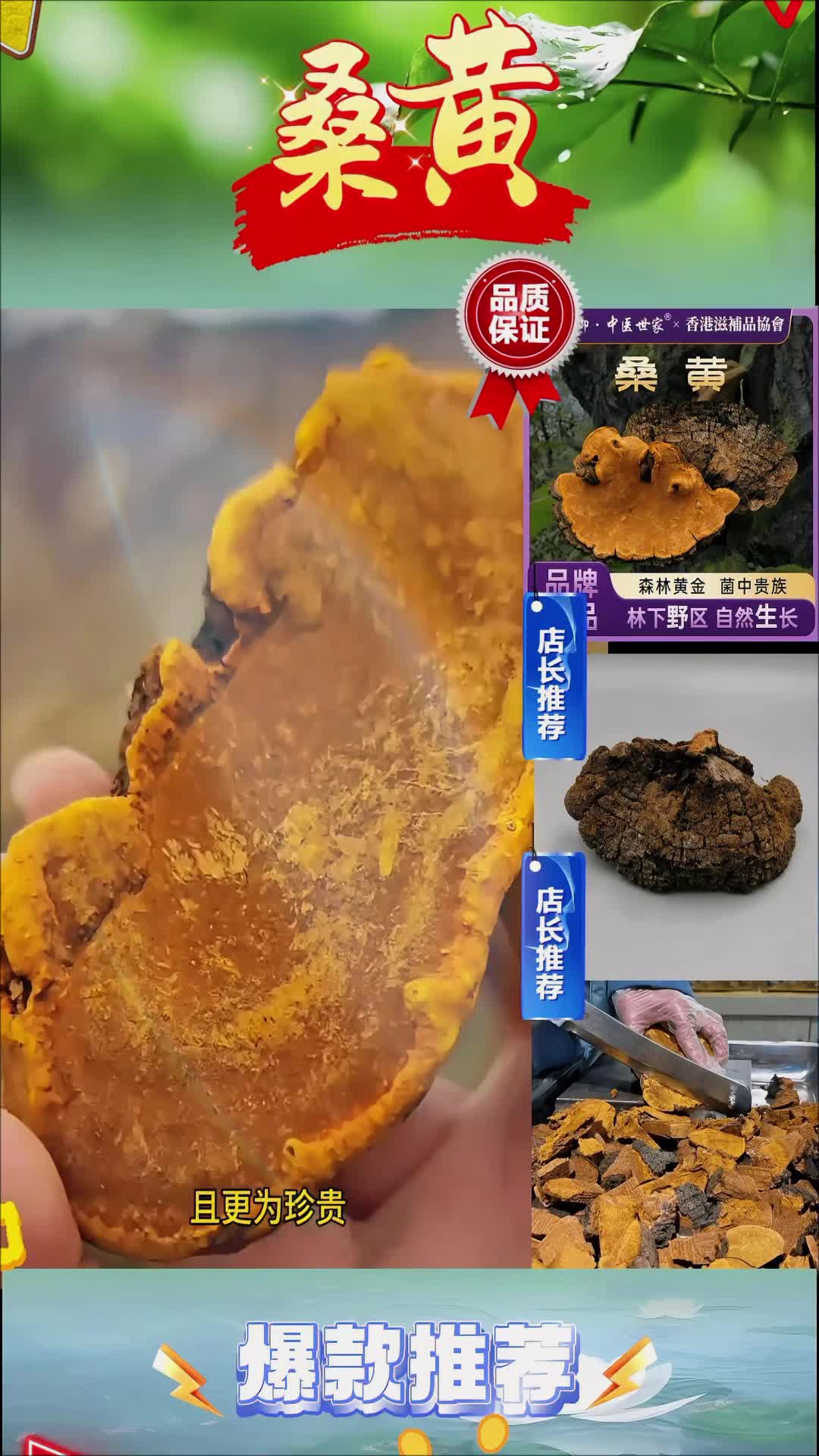 ...金边桑黄西藏纯天然生林芝核心产区新货桑叶树#桑黄#桑黄的功效与...