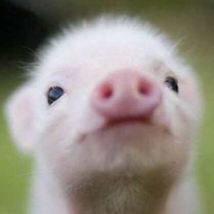 不会迷路的麋鹿在迷路 