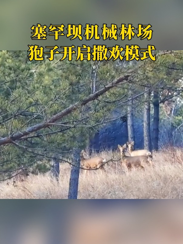 塞罕坝机械林场:狍子开启撒欢模式