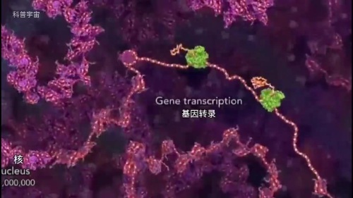 人体细胞新陈代谢(2)