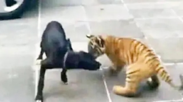 比特犬挑战老虎,看完才知道它们的差距有多大