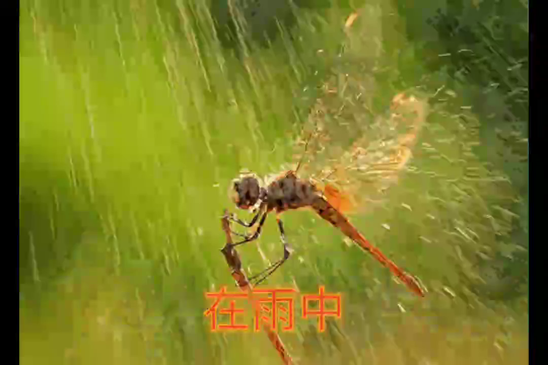 雨一直下雨中的动物依然非常可爱