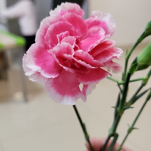 青铜侠科技 