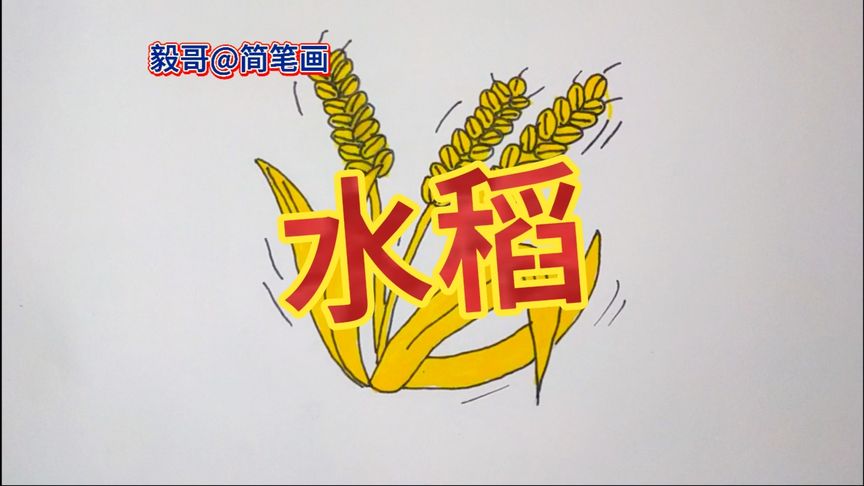 水稻简笔画#手绘#粮食
