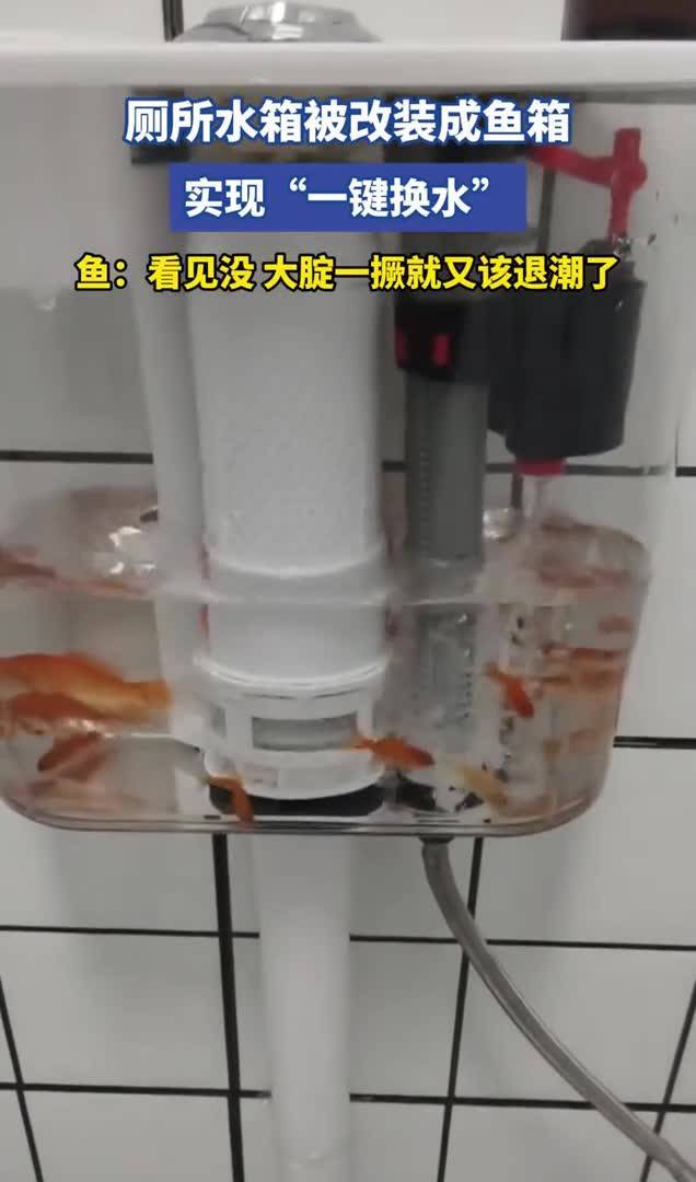 厕所水箱被改装成鱼箱,实现